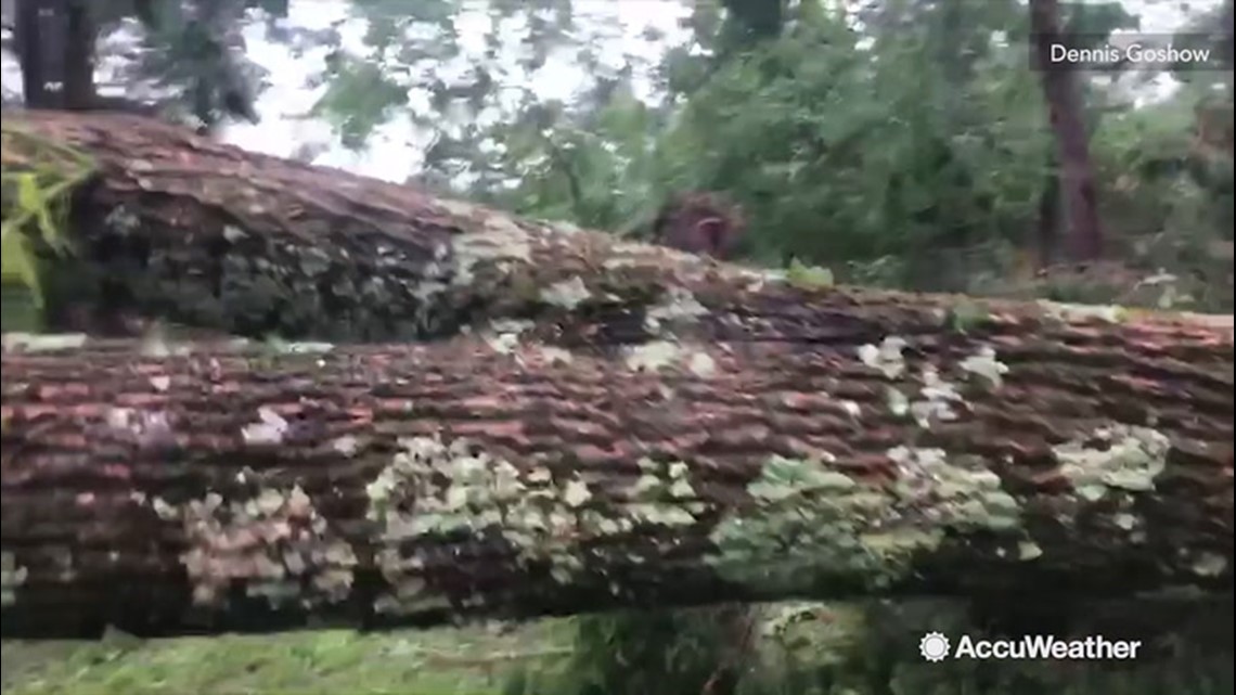 Multiple large trees uprooted by tornado in backyard | cbs19.tv