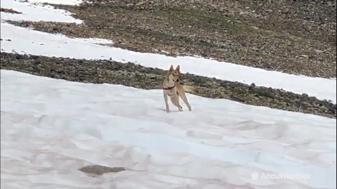 Goofy dog treks up snowy peak | cbs19.tv