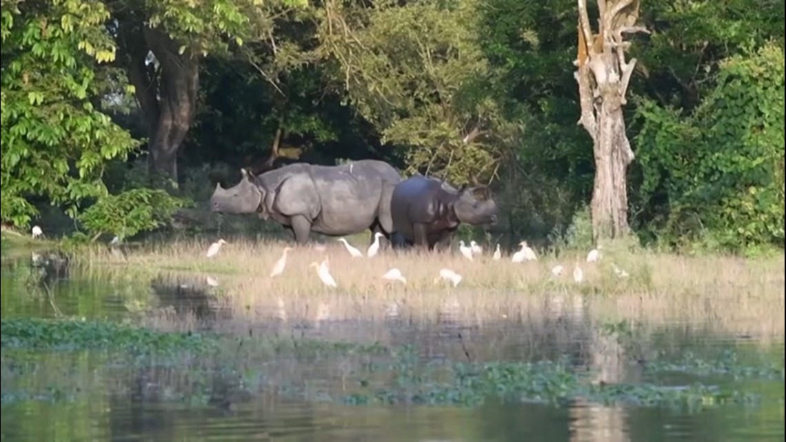 Definition Of Swamp Rhino at Fernando Smith blog