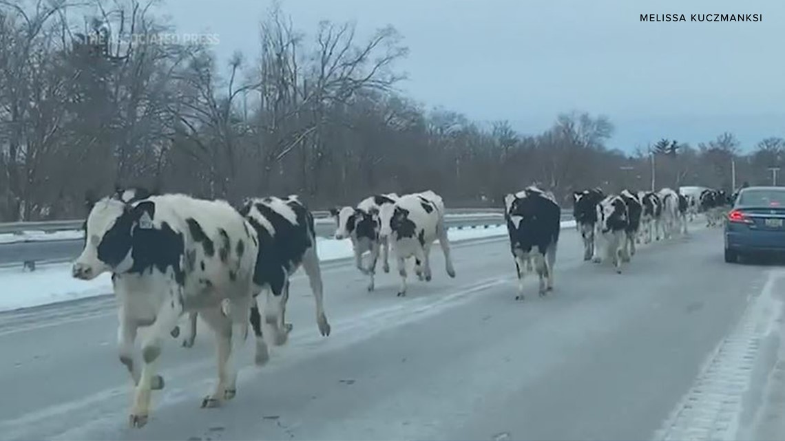 Cows escape farm, run down Indiana highway | cbs19.tv