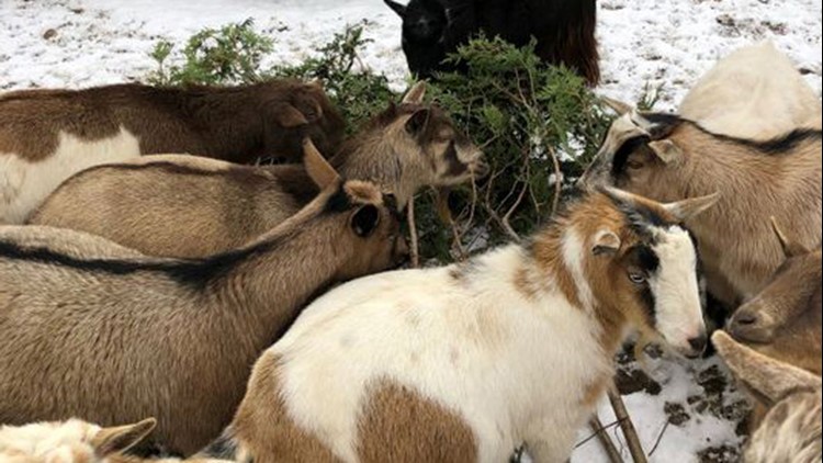 After holidays, Christmas trees can be gift to west Michigan goats ...