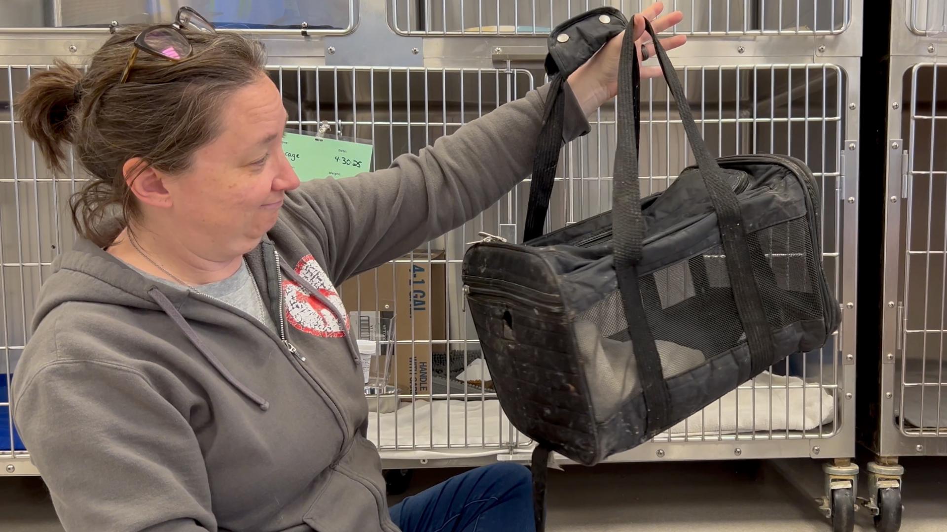 Tabby cat survives 380-foot fall in Utah | cbs19.tv