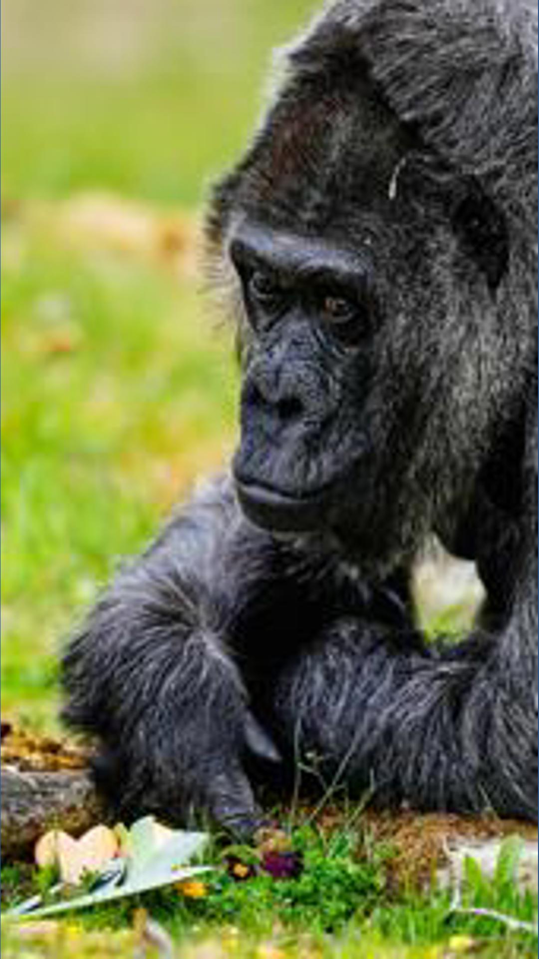 Fatou, the world's oldest gorilla living in captivity, celebrates her ...