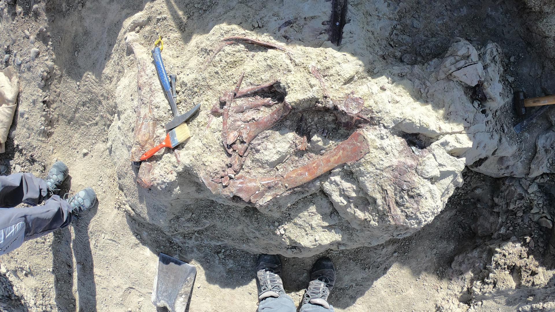 New dinosaur discovery reveals fierce megaraptoran predator | cbs19.tv