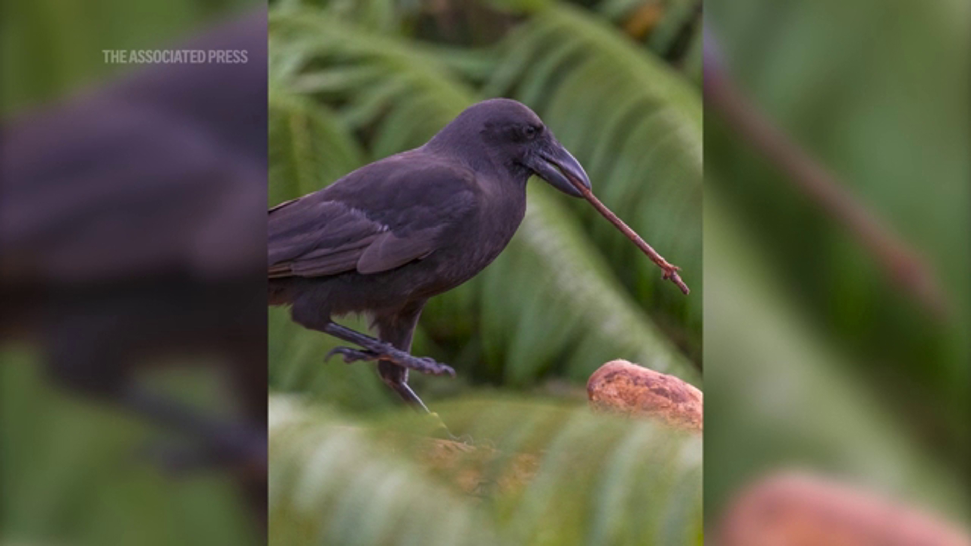 5 Hawaiian crows, a species extinct since the wild in 2002, released on ...