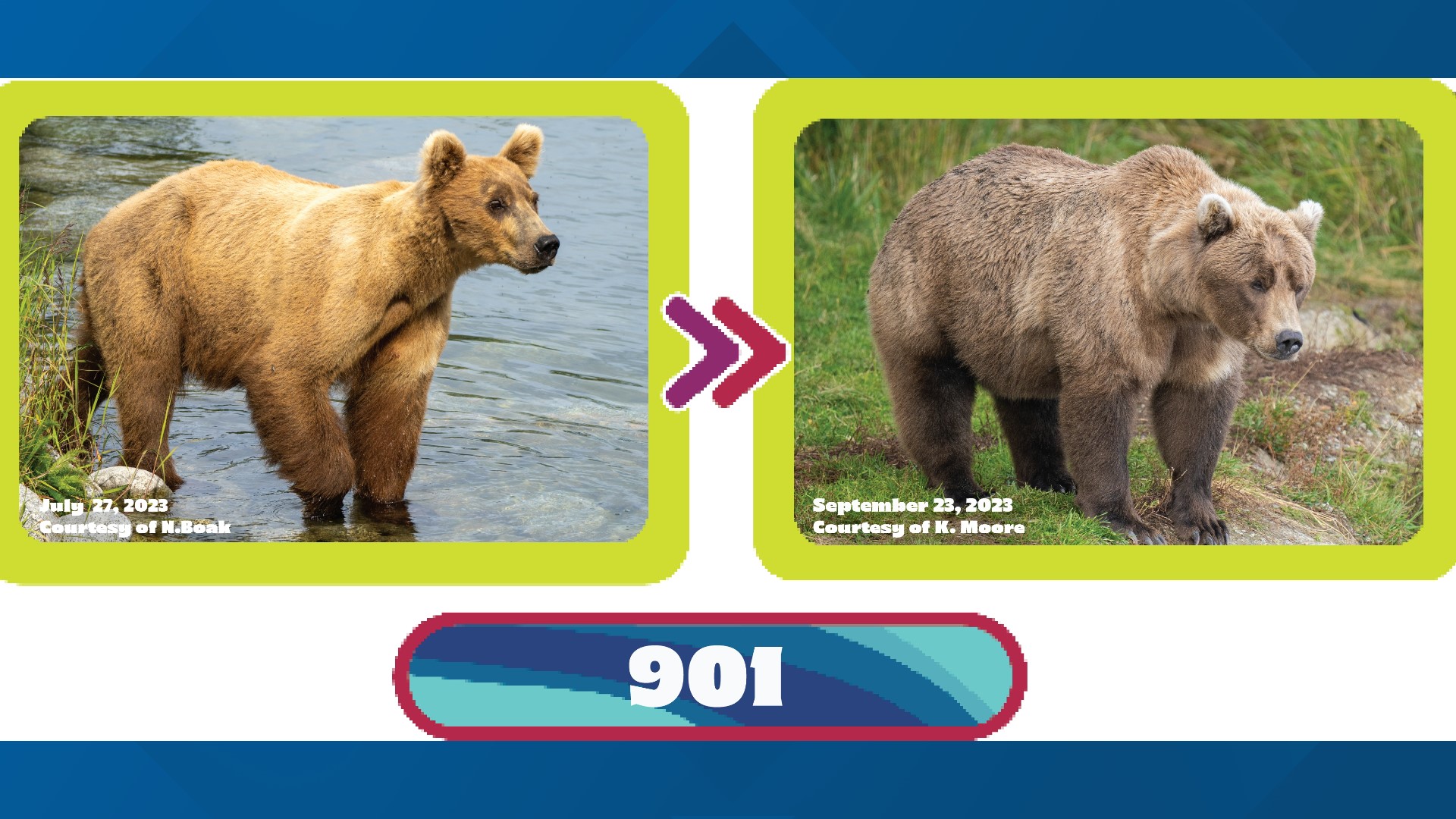 Fat Bear Week 2023 bracket: Meet the chubby contenders | cbs19.tv