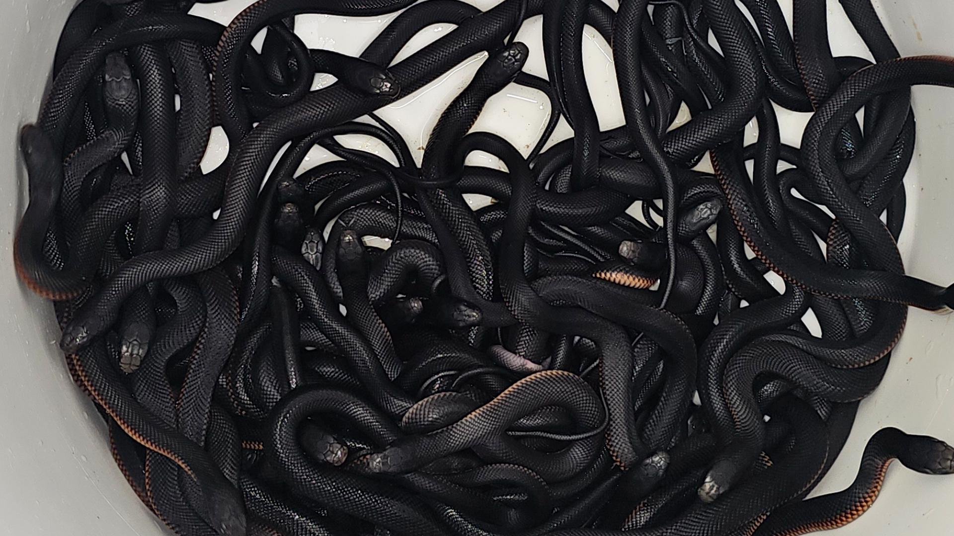 Sydney man finds over 100 venomous snakes in backyard mulch | cbs19.tv