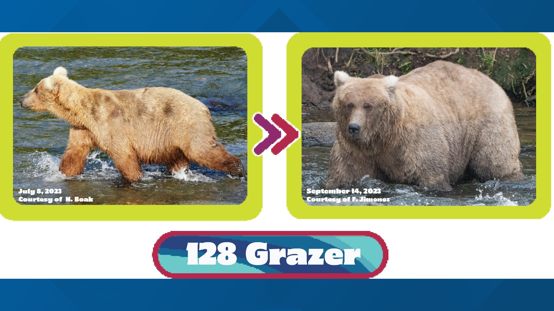 Who won Fat Bear Week 2023? | cbs19.tv
