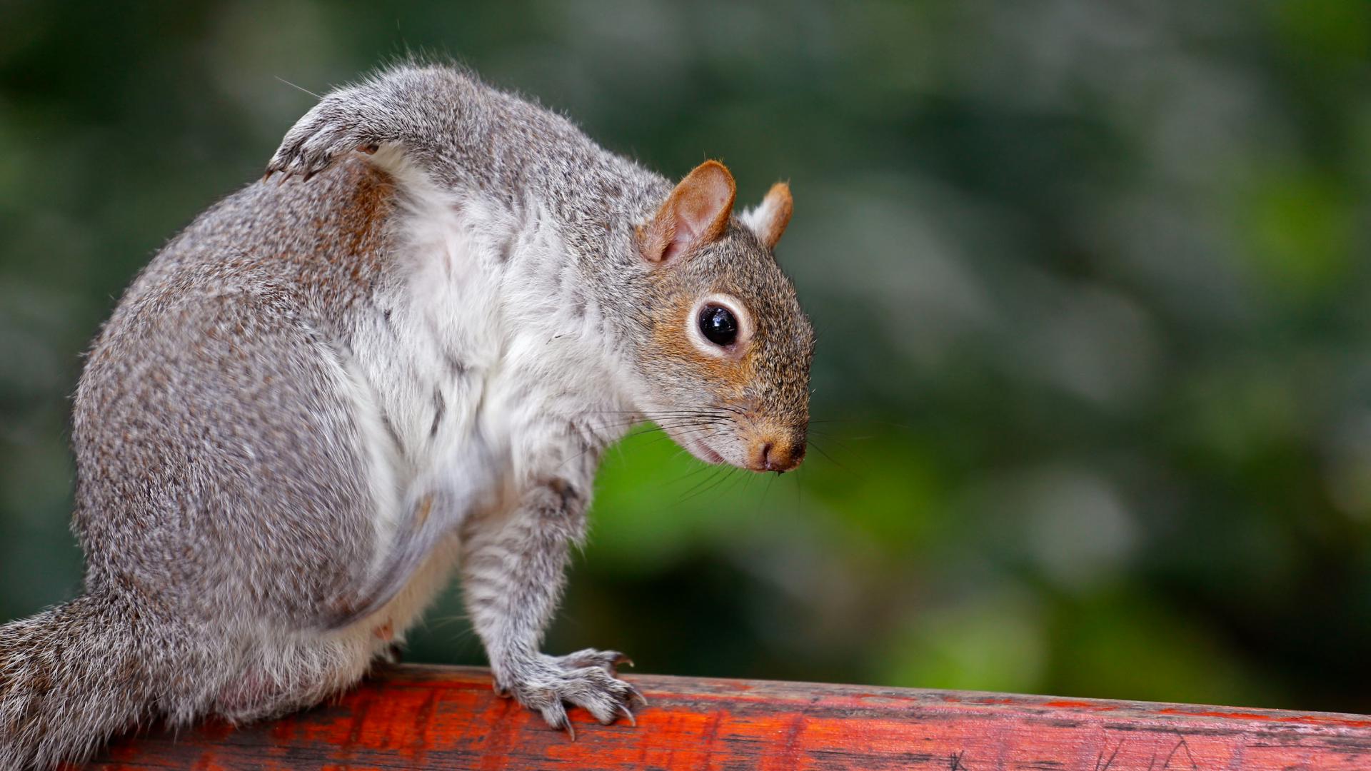 Texas holds first ever Fat Squirrel Week, crowns 'Chunkosaurus Rex ...
