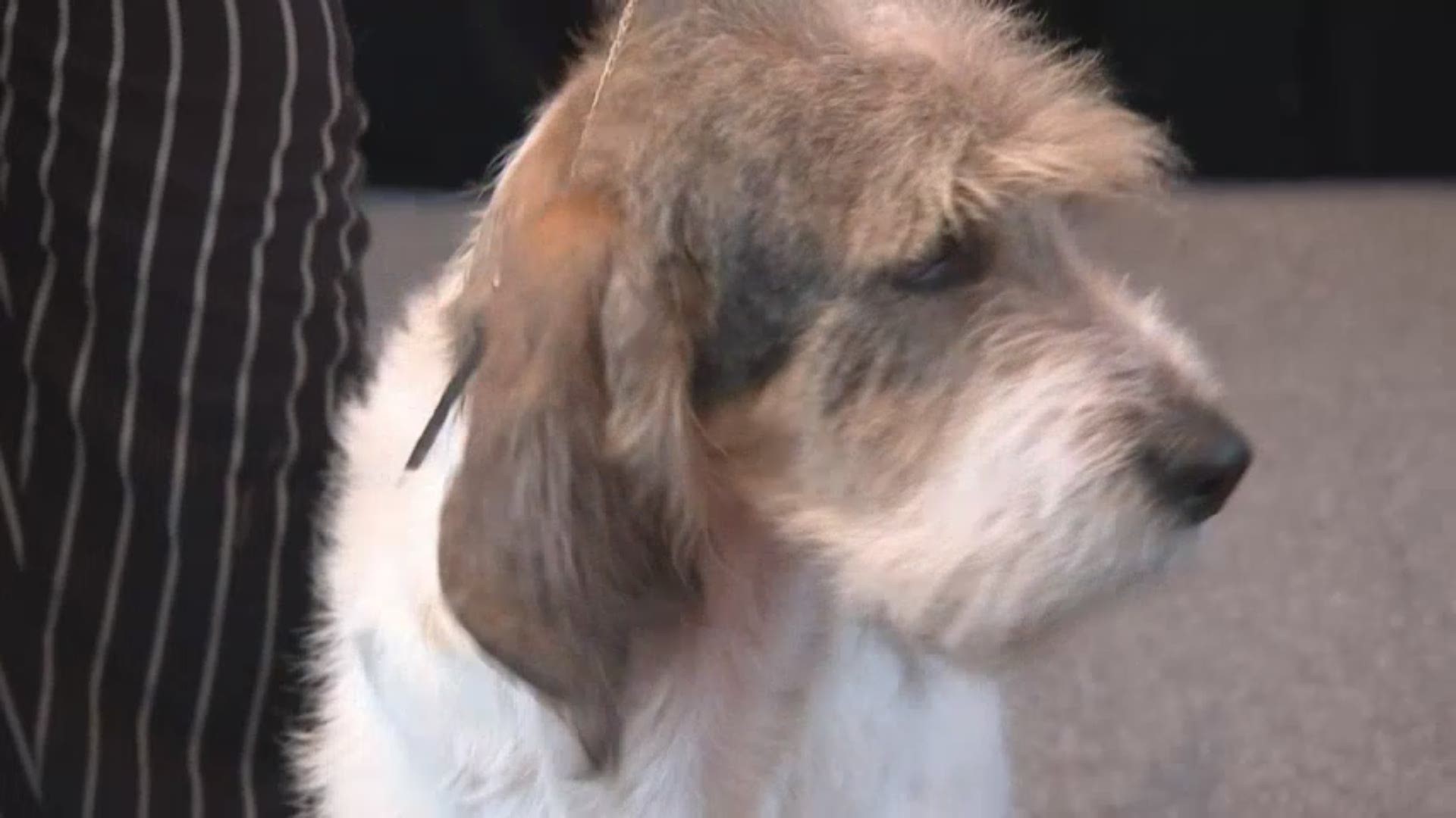 Kooiker-huh? An intro to Westminster dog show's new breeds | cbs19.tv
