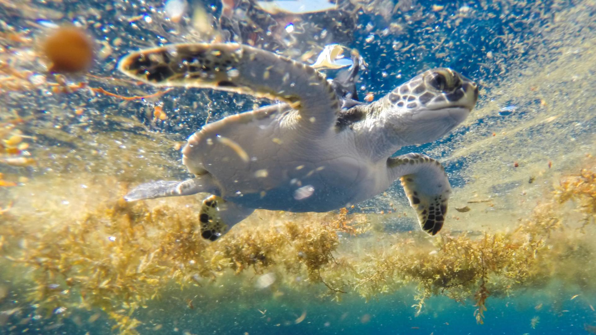 Biologists use GPS technology to track young sea turtle behavior | cbs19.tv