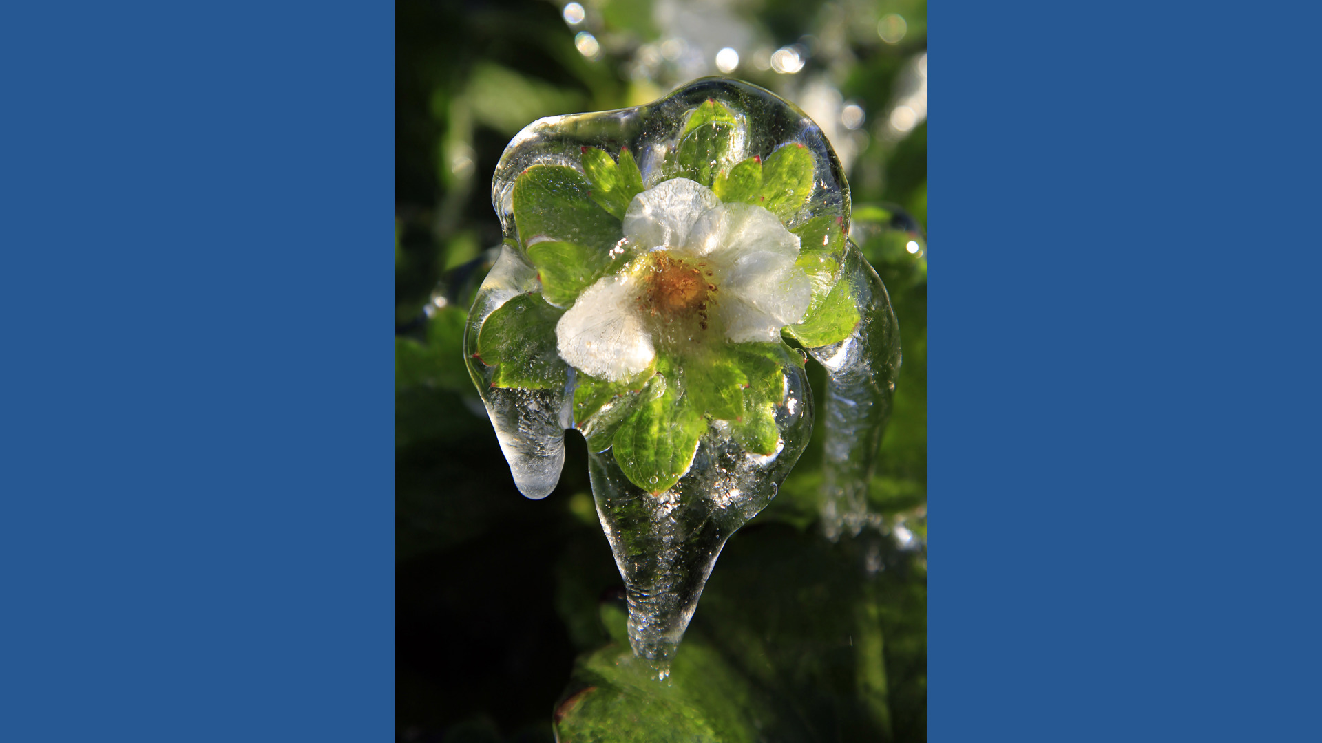 Surratt makes history in 10th state title win | cbs19.tv