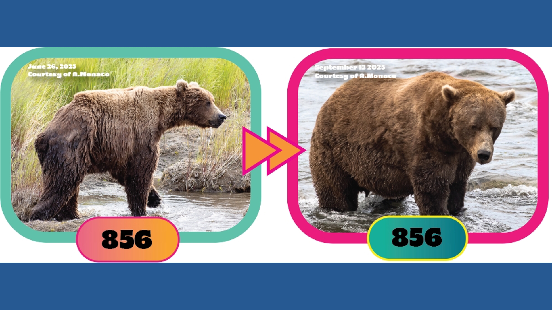 Fat Bear Week 2025 competitors: From broken-jawed chunk to defending ...