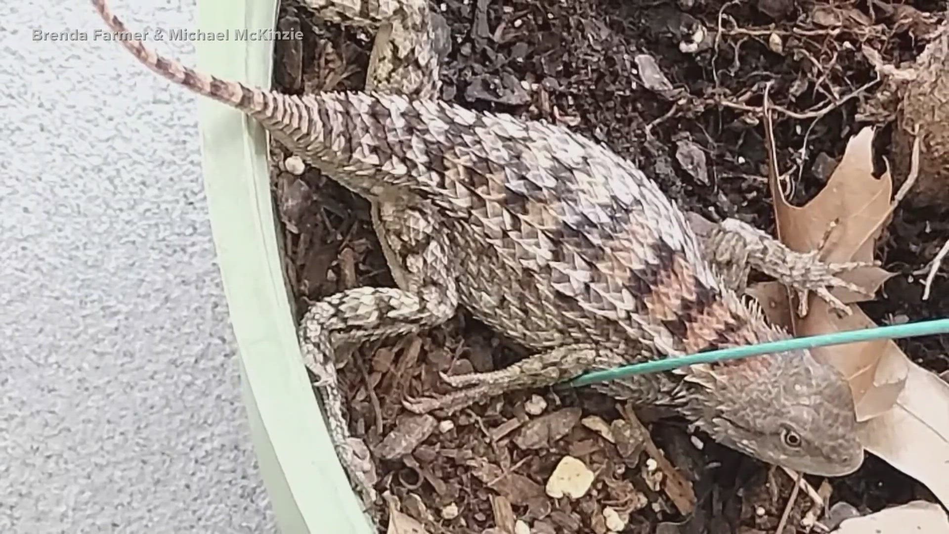 Central Texans find more Texas spiny lizards in their backyards | cbs19.tv