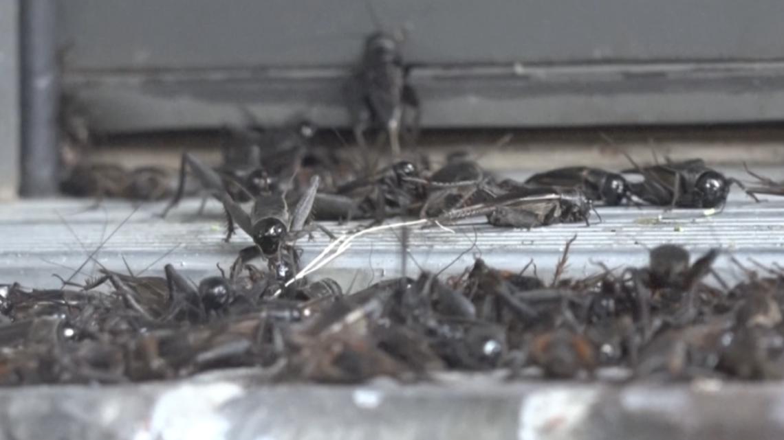Central Texas News | Black crickets invade Texas | cbs19.tv
