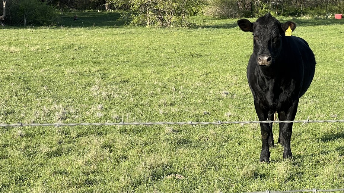 Panhandle fires causing problems for Texas cattle industry | cbs19.tv