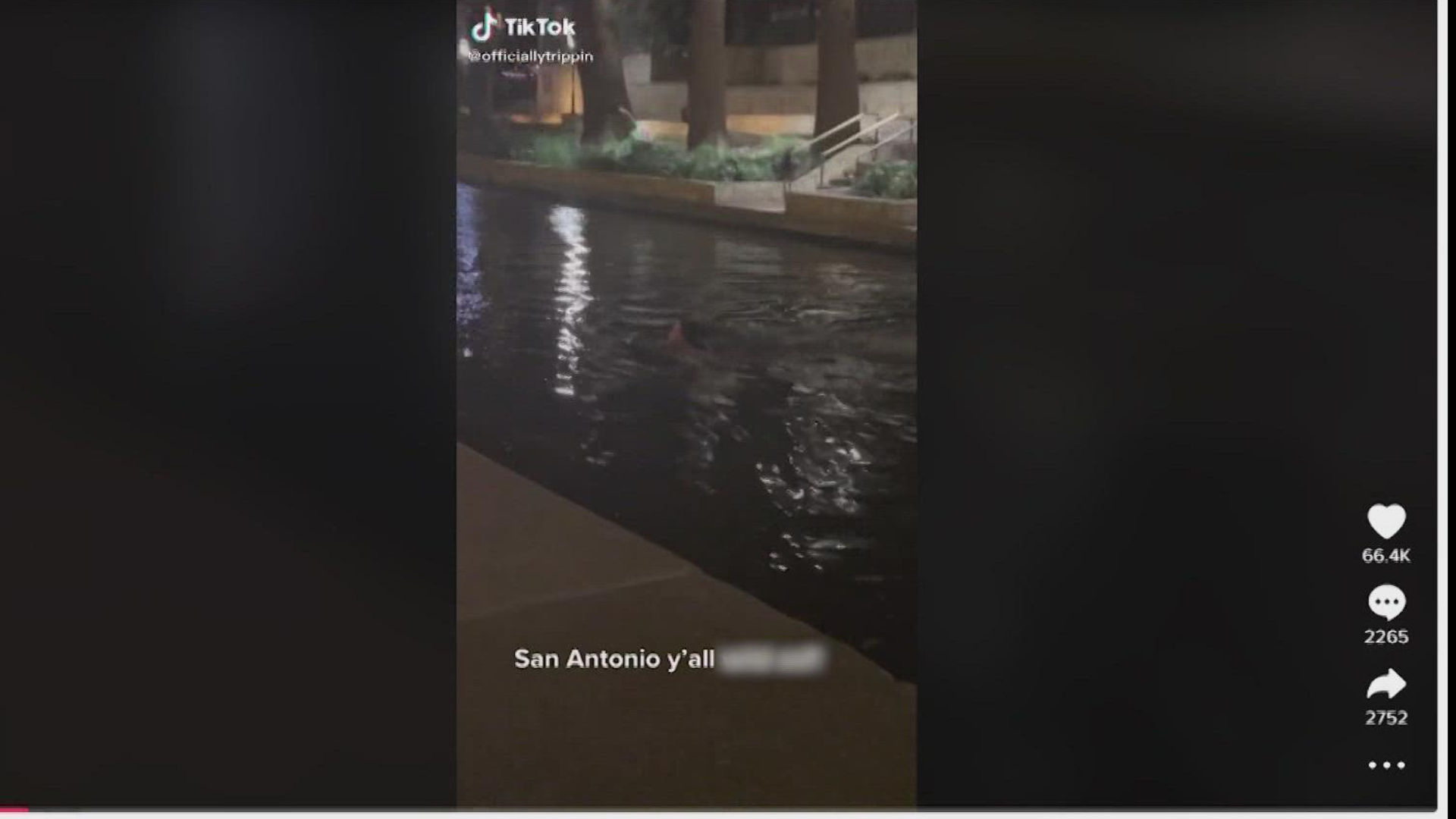 Viral video on TikTok shows woman swimming in River Walk | cbs19.tv