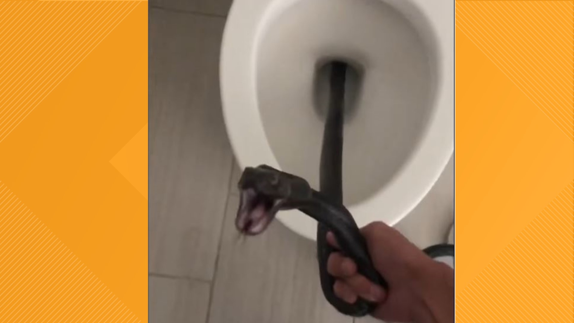 Yes, snakes can really get to your toilet through the plumbing | cbs19.tv