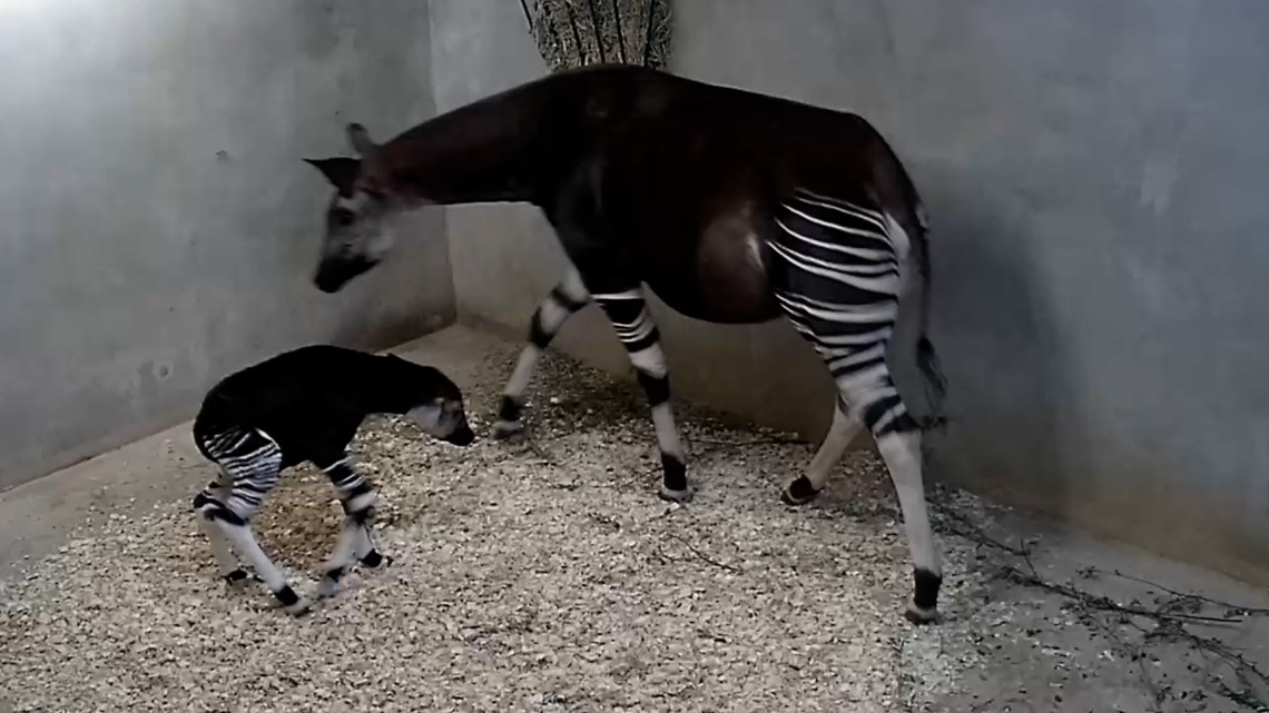 Zoo announces birth of rare baby Okapi | cbs19.tv