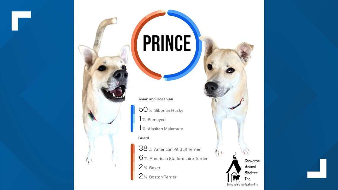 Prince has been at shelter for two years with no applications | cbs19.tv