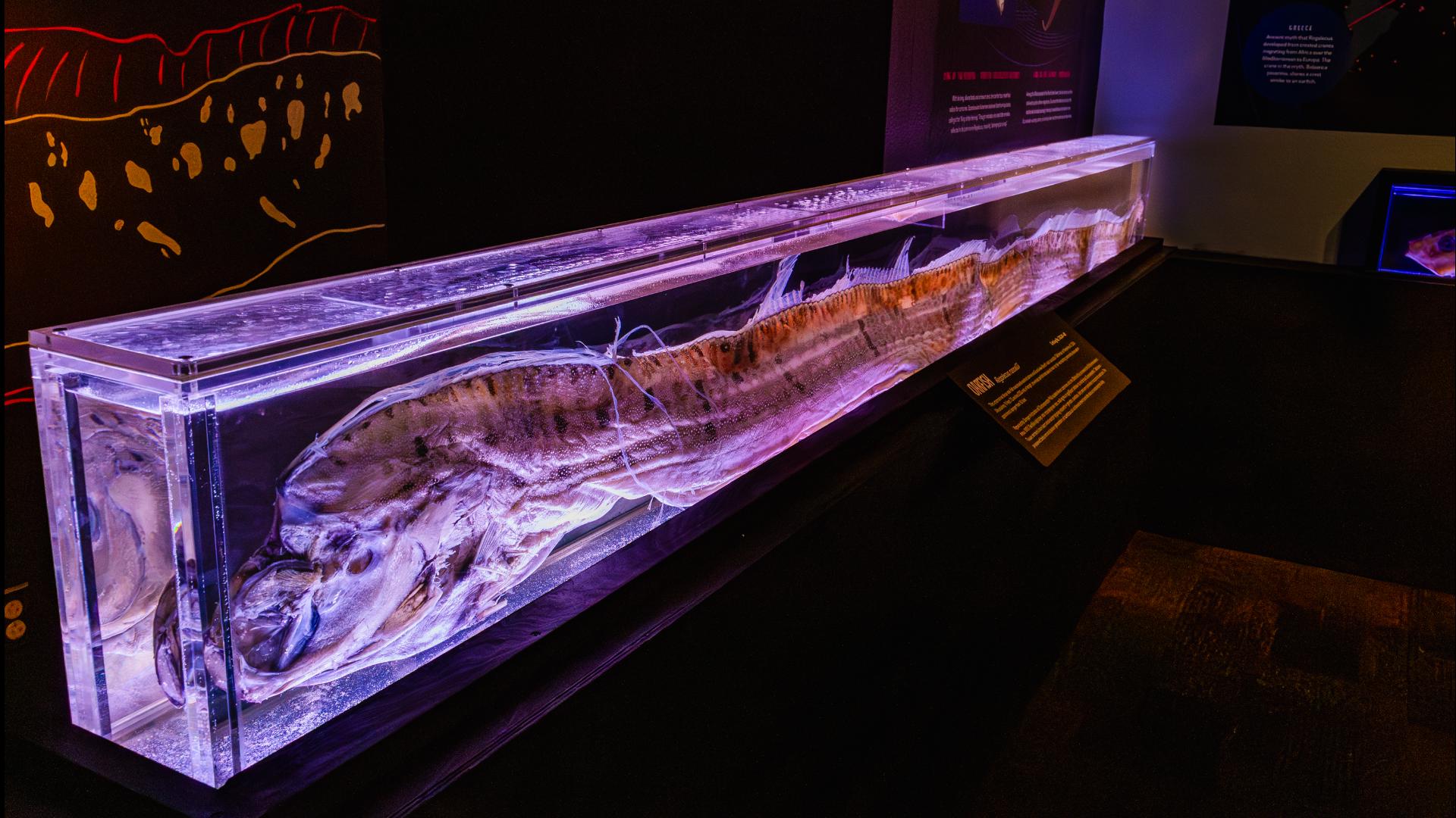 Birch Aquarium showcases 11 foot oarfish in new exhibit | cbs19.tv