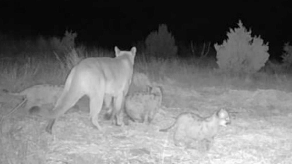 Mountain lions with kittens spotted in Oklahoma | cbs19.tv