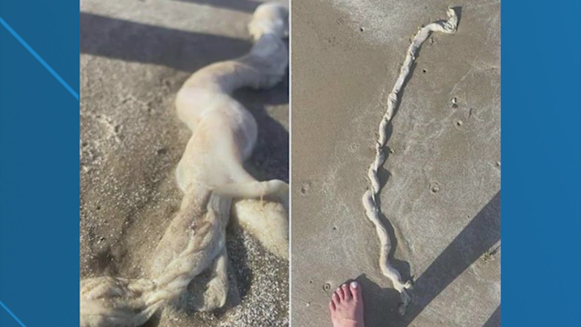 Weird worm-like creature found in Crystal Beach on Bolivar | cbs19.tv