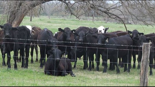 $11K reward offered after 262 head of cattle stolen from Texas ranch ...