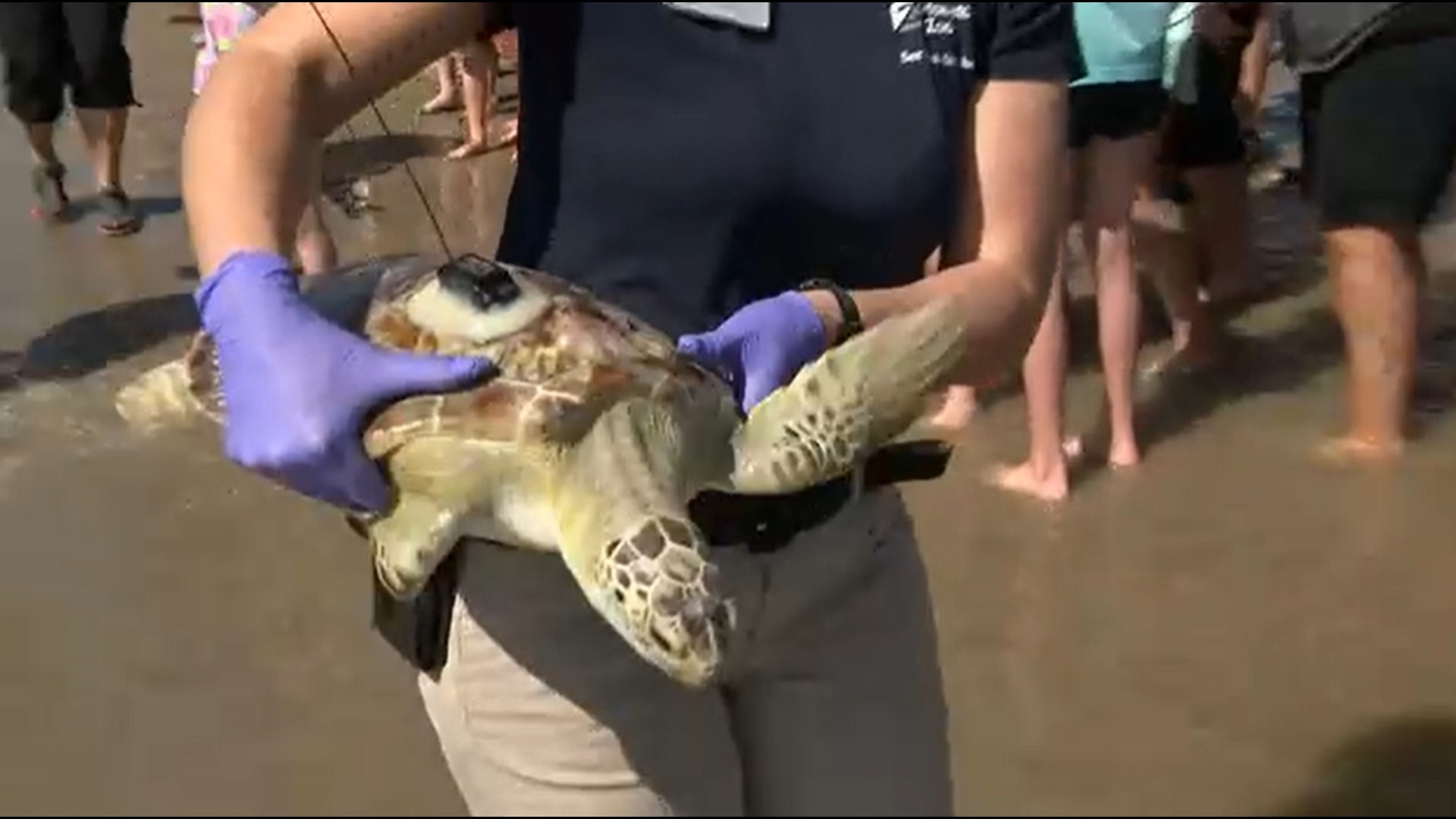Green sea turtles released back into the wild in Galveston | cbs19.tv