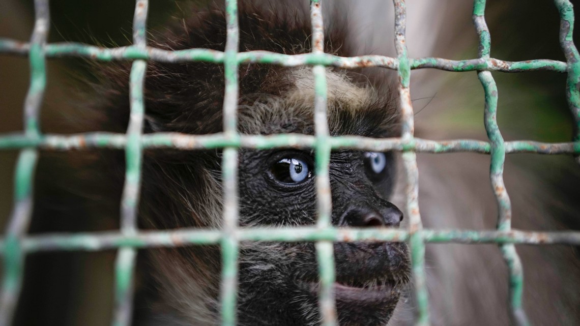 Houston crime: Woman pleads guilty to smuggling monkey into US | cbs19.tv