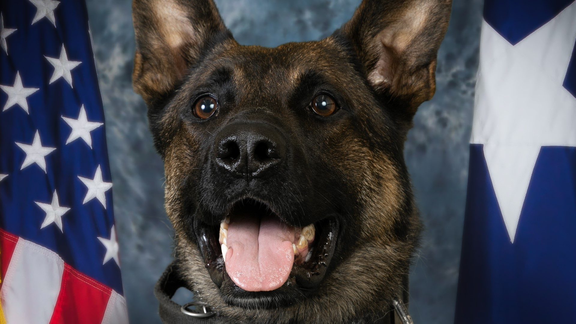 Baytown PD K-9 dies from snake bite | cbs19.tv