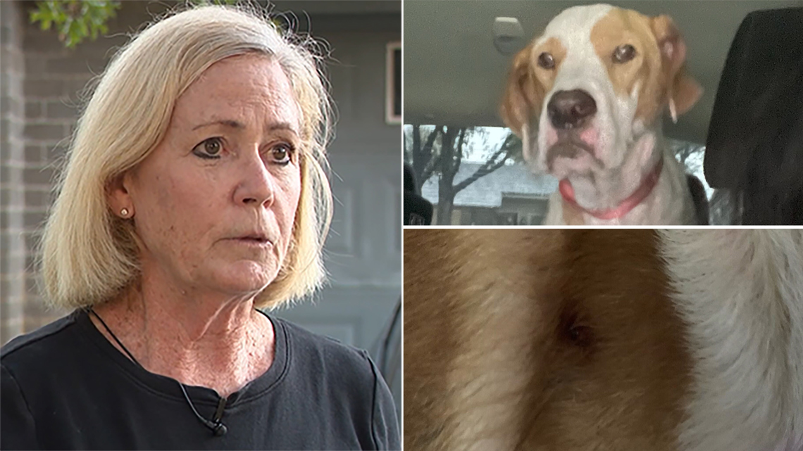 Woman says home burglars shot dog, rummaged through son's ashes | cbs19.tv