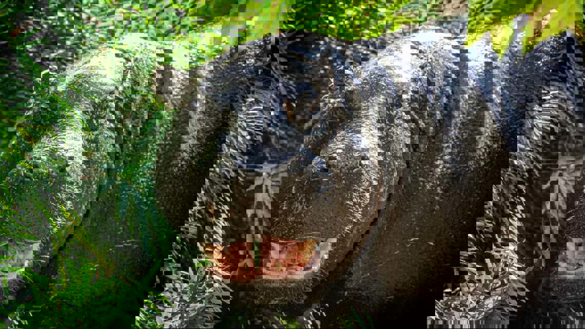 Houston Zoo has new pygmy hippo named Akobi | cbs19.tv