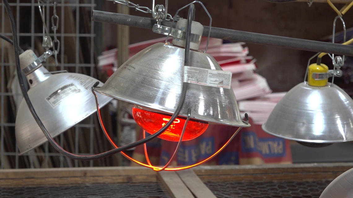 West Texas feed stores say chick sales soaring amid egg shortage | cbs19.tv