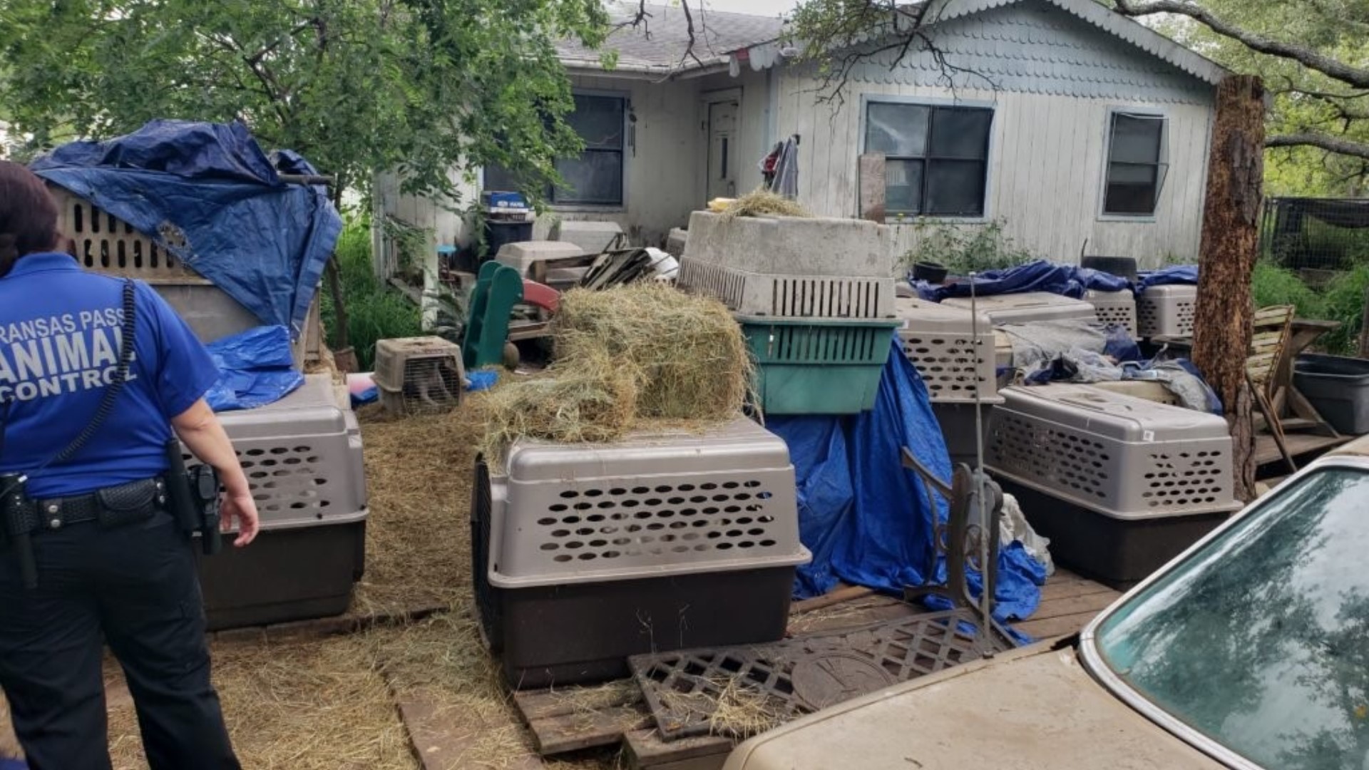 Animal cruelty offenders in Texas barred from owning animals | cbs19.tv