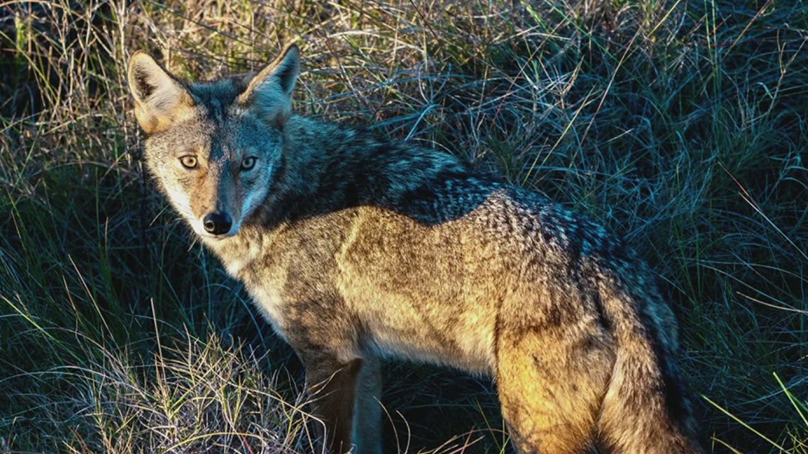 Central Texas News | How to protect your pets from coyotes | cbs19.tv