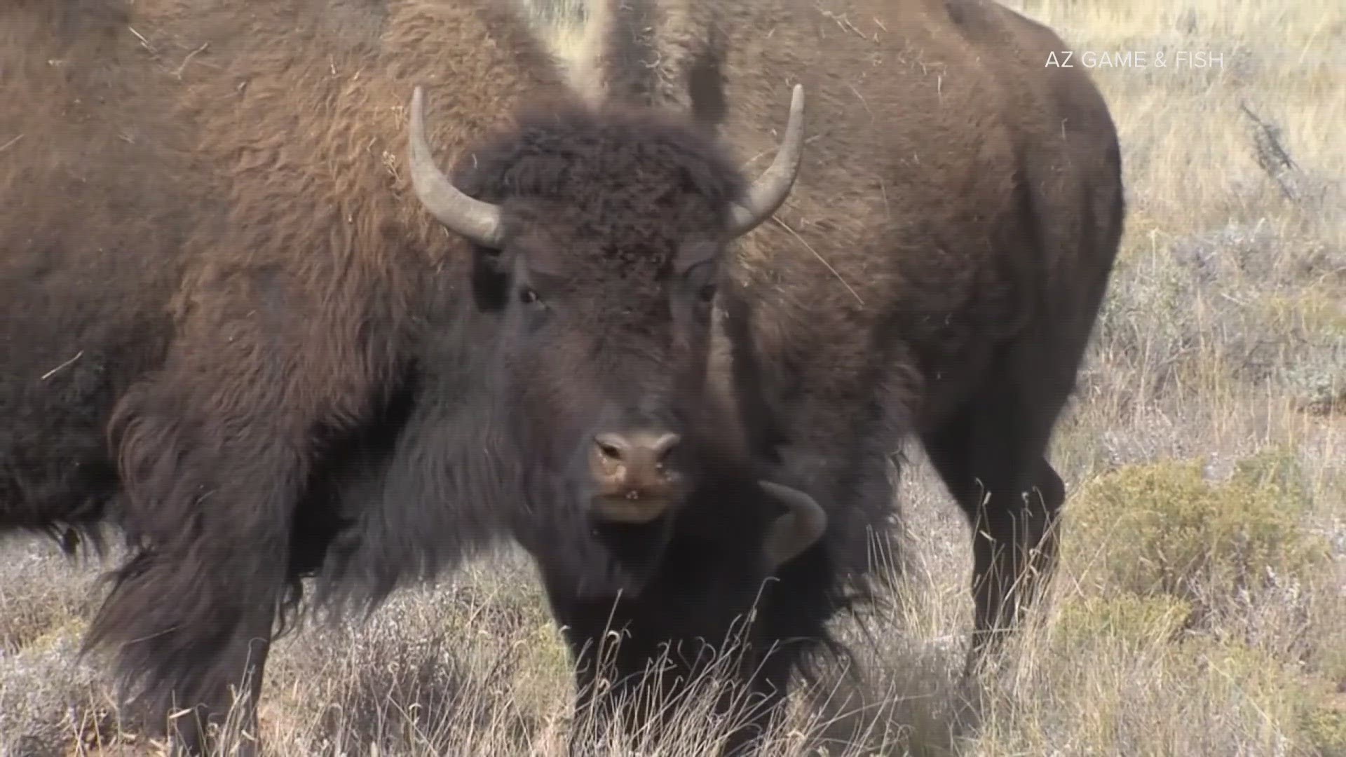 Arizona woman injured in Yellowstone bison attack says 'yes' to ...