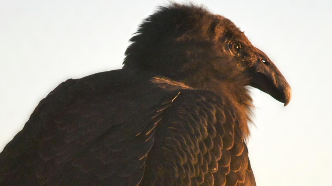 'Miracle' condor born in captivity released near Grand Canyon | cbs19.tv
