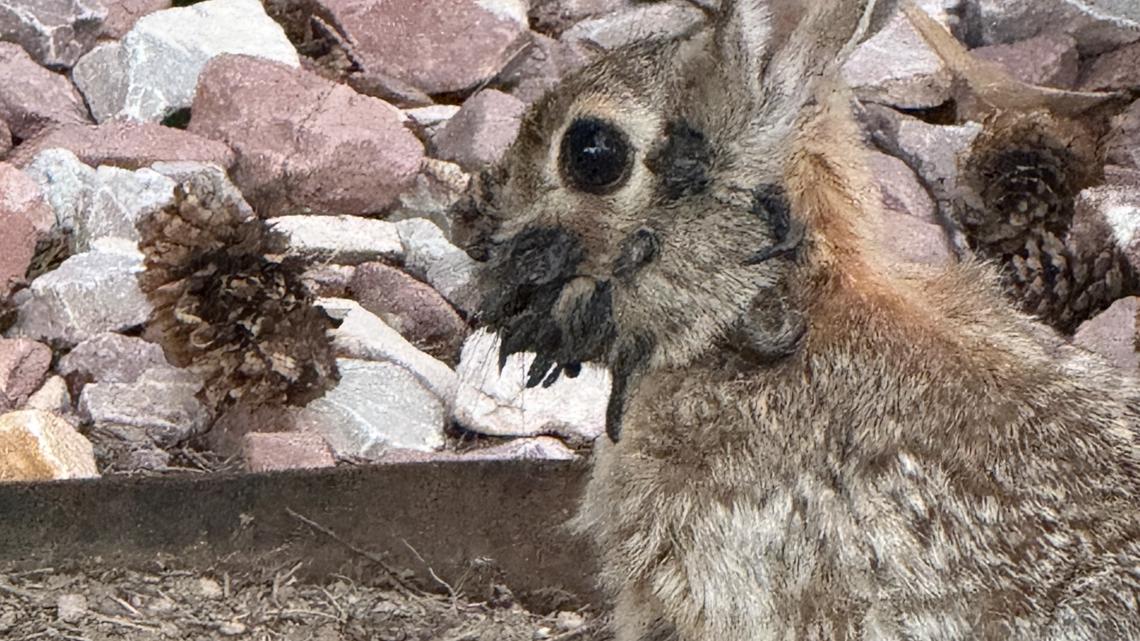 Colorado rabbits show bizarre' 'tentacle' growths on their heads | cbs19.tv
