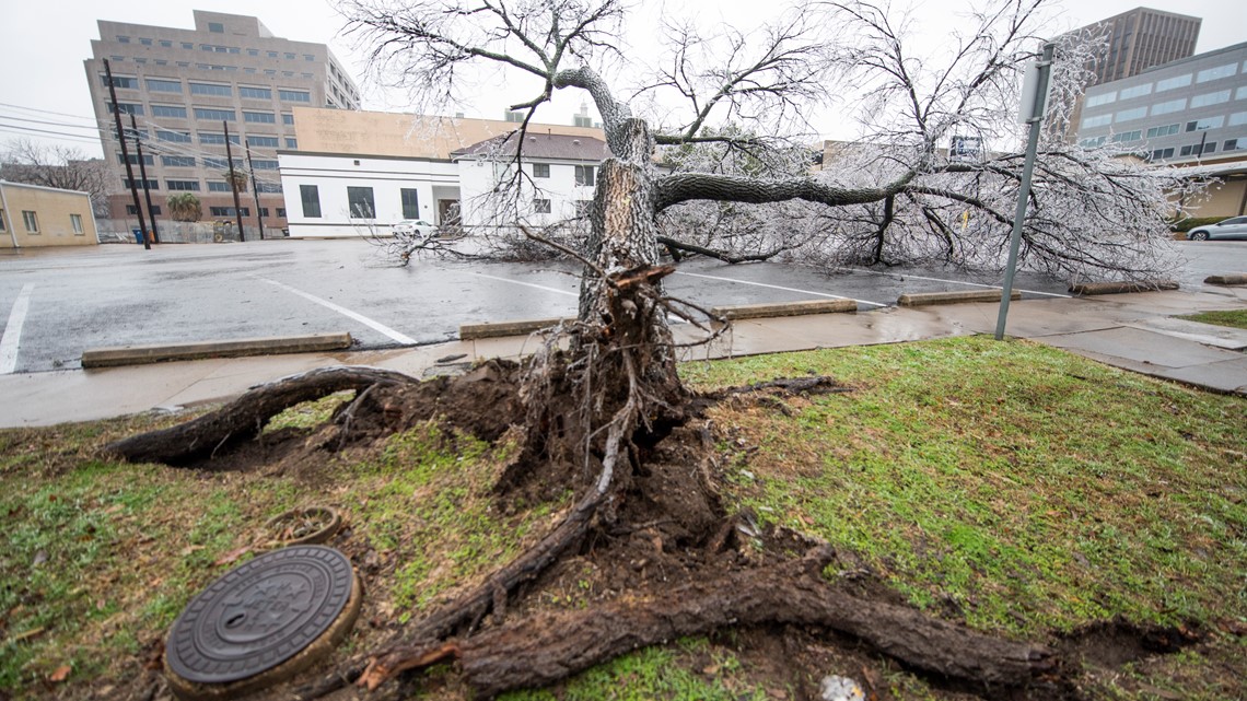 Does insurance cover fallen tree branches? Here's what you need to know ...
