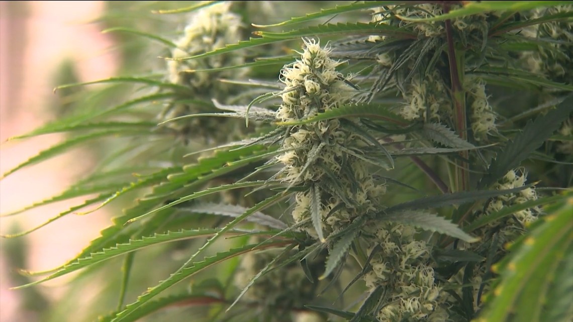 Multiple Texas cities sued for decriminalizing marijuana | cbs19.tv