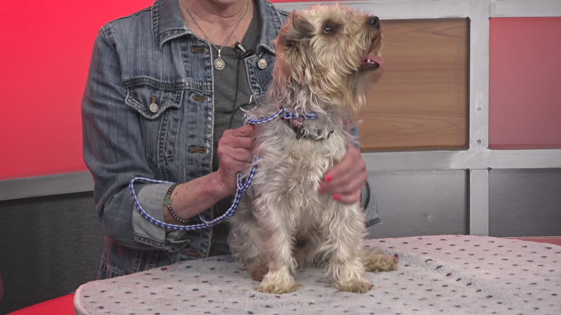 TUESDAY TAILS: Meet Kingsley from the SPCA of East Texas | cbs19.tv