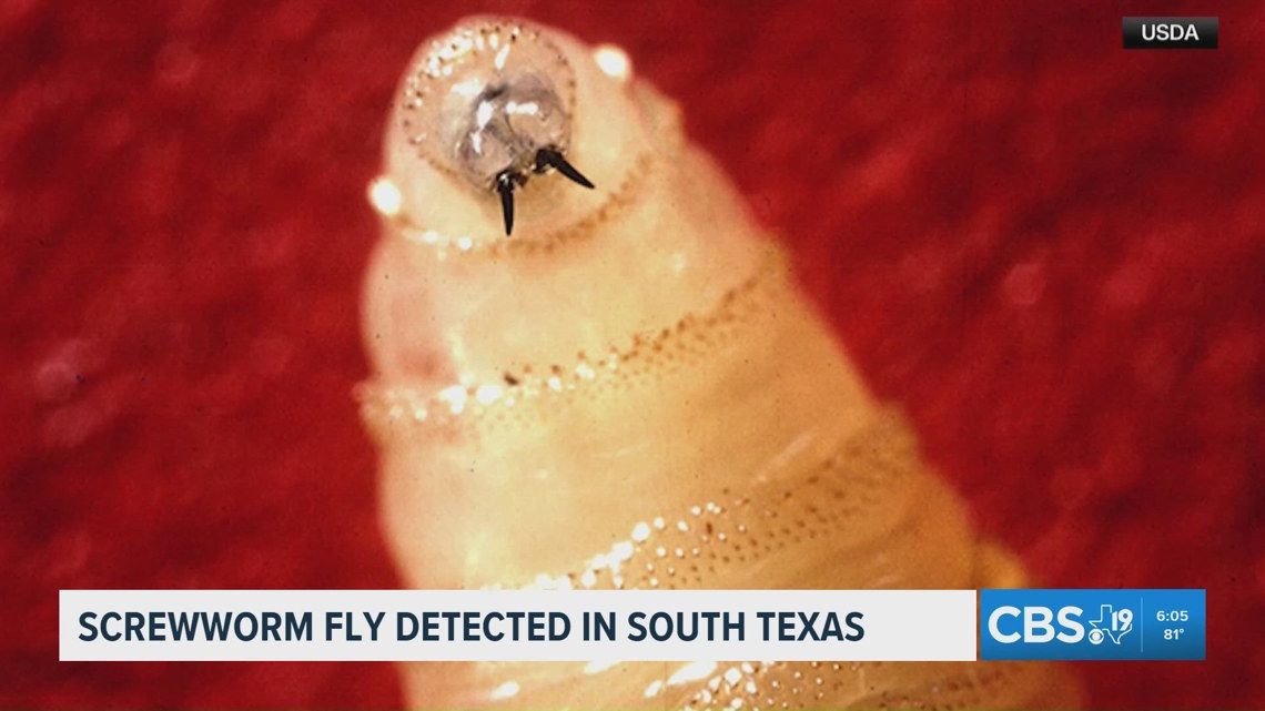 USDA confirms screwworm case in Texas, launches containment efforts ...