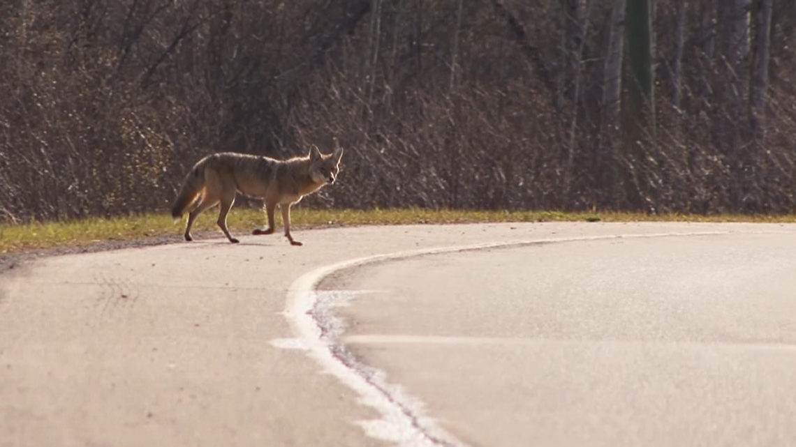 Coyote encounters in East Texas | cbs19.tv