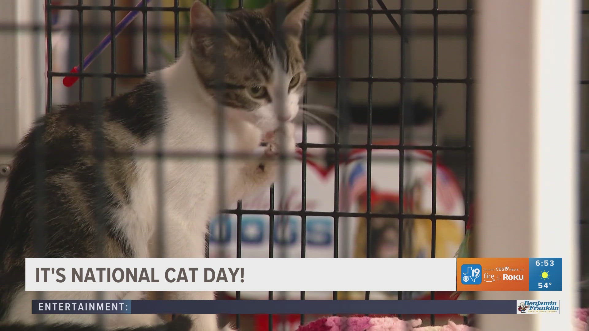It's National Cat Day! | cbs19.tv