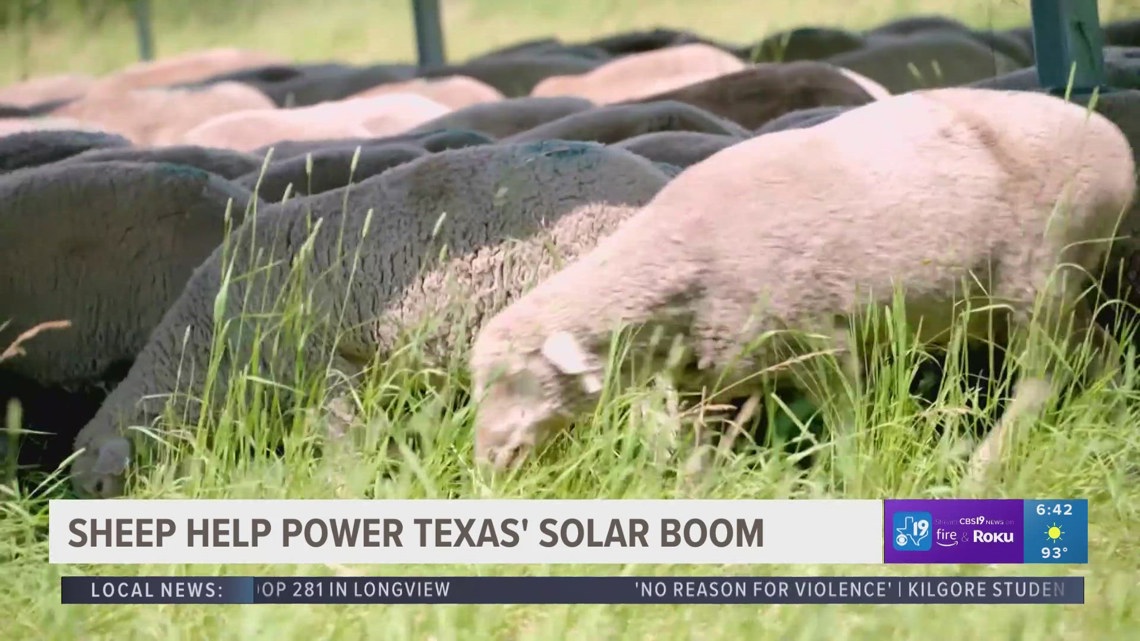 Sheep graze on Texas solar farms as renewable energy companies embrace ...