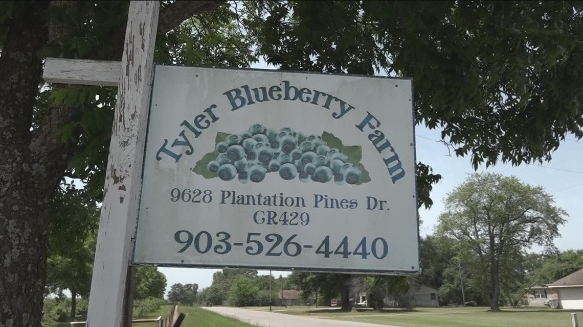 Tyler Berry Farm's blueberries are thriving in East Texas | cbs19.tv
