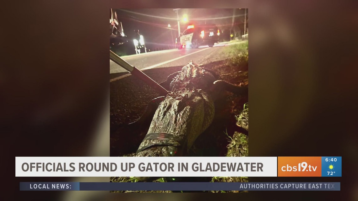 Game warden talks about wrangling gator back to river habitat | cbs19.tv