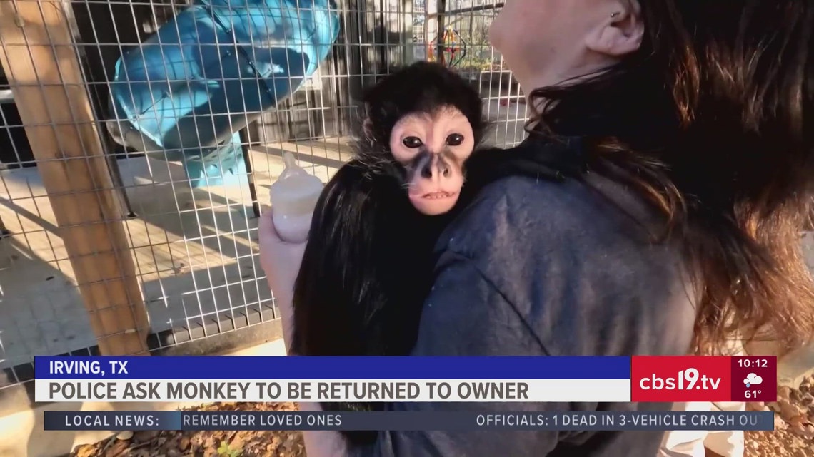 Texas police department asking for spider monkey to be returned to ...