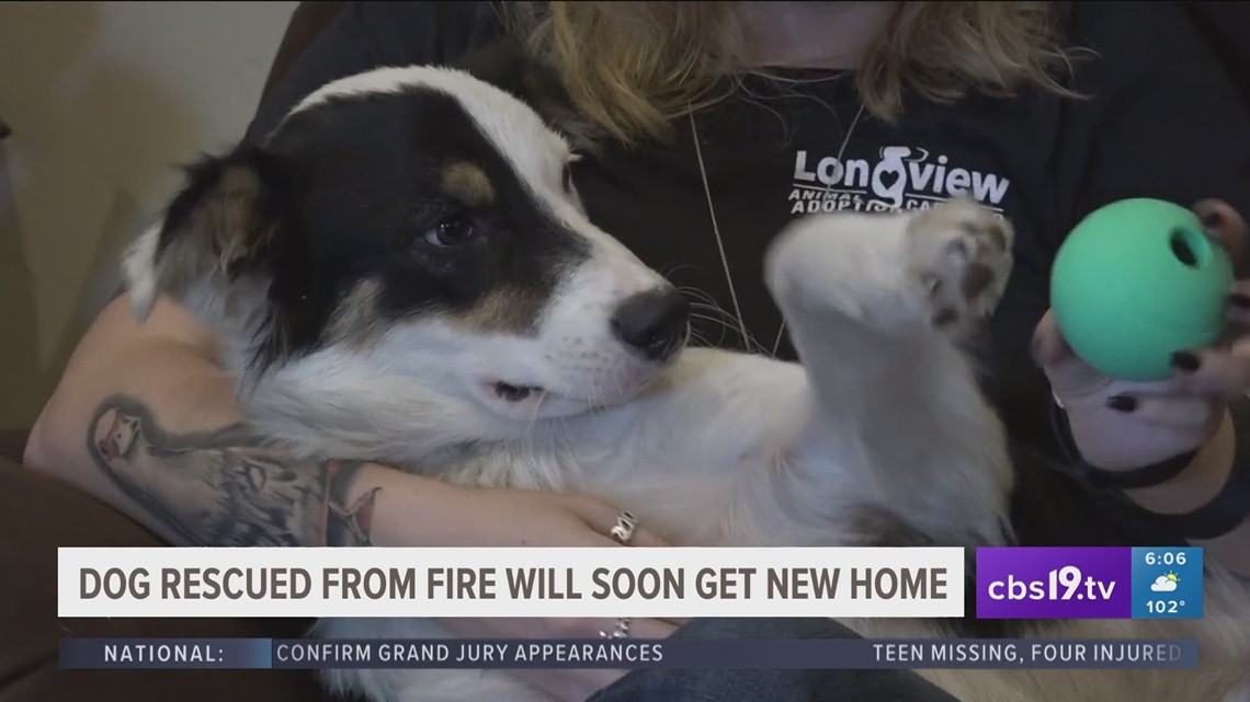 East Texas dog is looking for his forever home | cbs19.tv